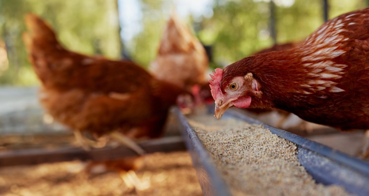 Specialists in Animal Feeding Solutions | Jeco Agrovet