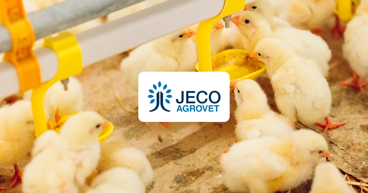 Specialists in Animal Feeding Solutions | Jeco Agrovet